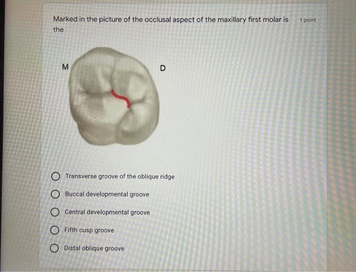 Solved 1 point Marked in the picture of the occlusal aspect | Chegg.com