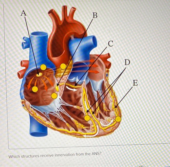Solved Which structures receive innervation from the ANS? | Chegg.com
