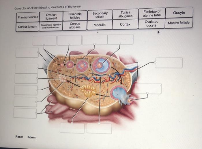 Solved Correctly label the following structures of the ovary | Chegg.com