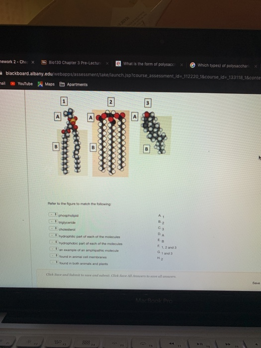 Solved mework 2 - Chex Bio130 Chapter 3 Pre-Lectur e What is | Chegg.com