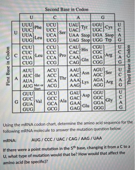 Solved Second Base in Codon UAU}Tyr UUC Phe UGC/Cys First | Chegg.com