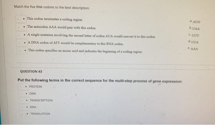 Solved Match the five RNA codons to the best description: | Chegg.com