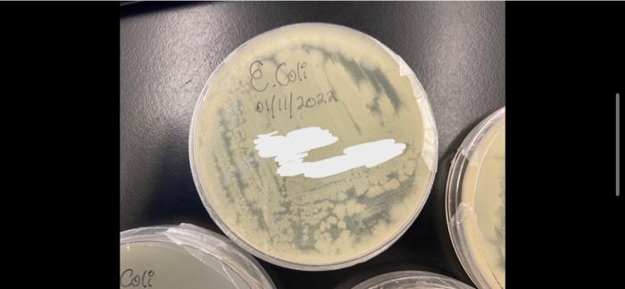Solved E. Coli 011/2012 Spread Plate Method with E. Coli | Chegg.com