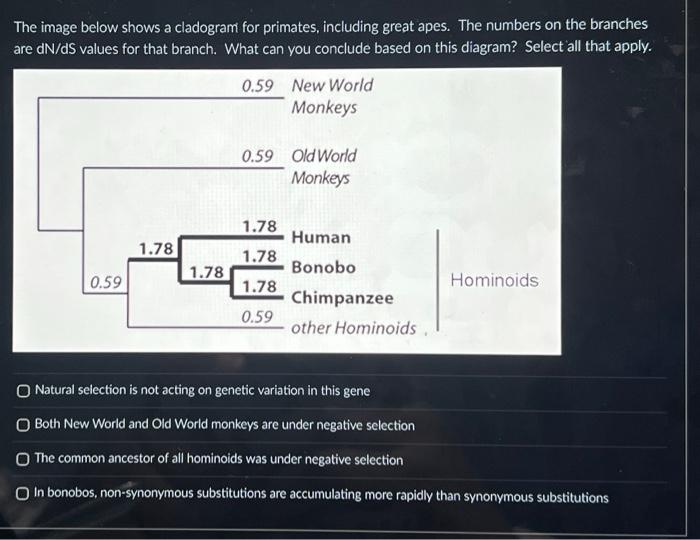 Solved The image below shows a cladogram for primates, | Chegg.com