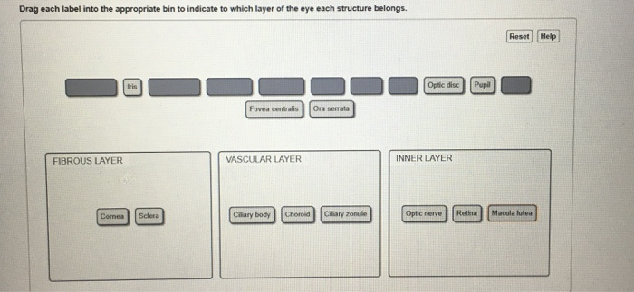 Solved Drag each label into the appropriate bin to indicate | Chegg.com