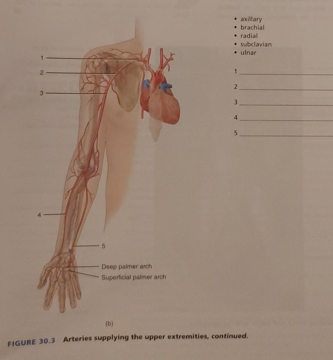 Solved - brachiocephalic trunk - common carotid - external | Chegg.com