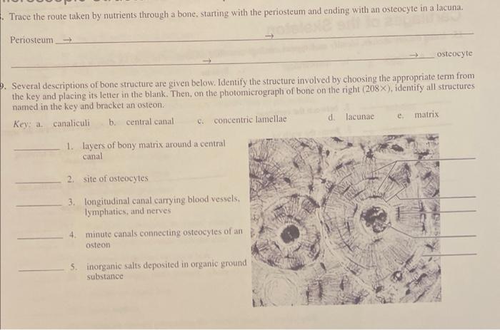 Solved Trace the route taken by nutrients through a bone, | Chegg.com