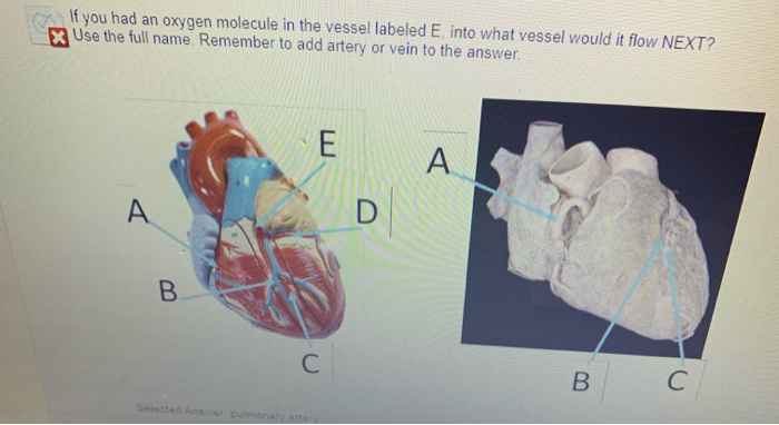 Solved If you had an oxygen molecule in the vessel labeled | Chegg.com