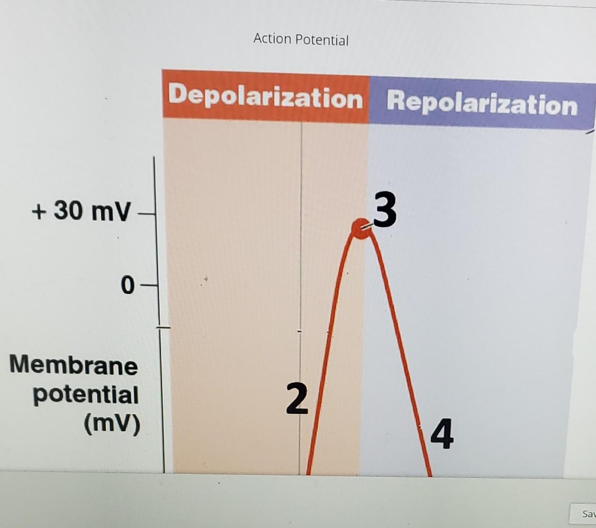 Solved Action Potential Depolarization Repolarization + 30 | Chegg.com