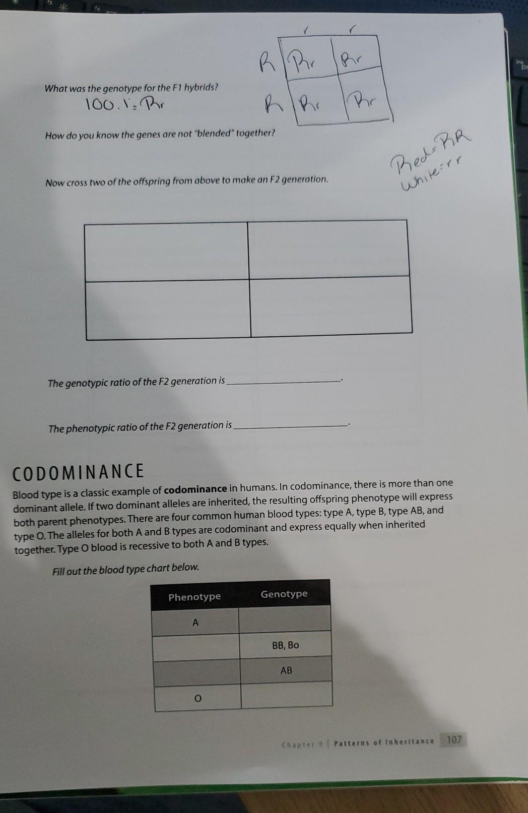 Solved RIP B pr What was the genotype for the F1 hybrids? | Chegg.com