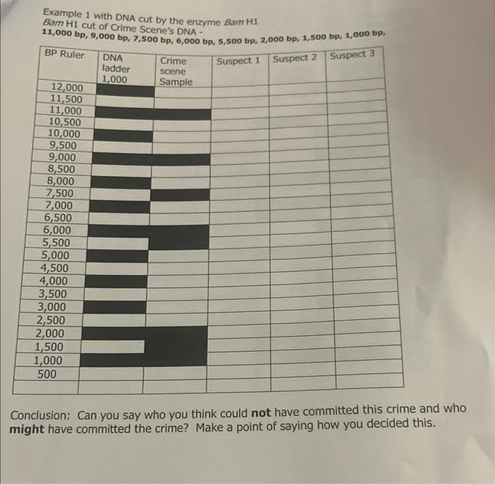 Solved Example 1 with DNA cut by the enzyme BamH1 Bam H1 cut | Chegg.com
