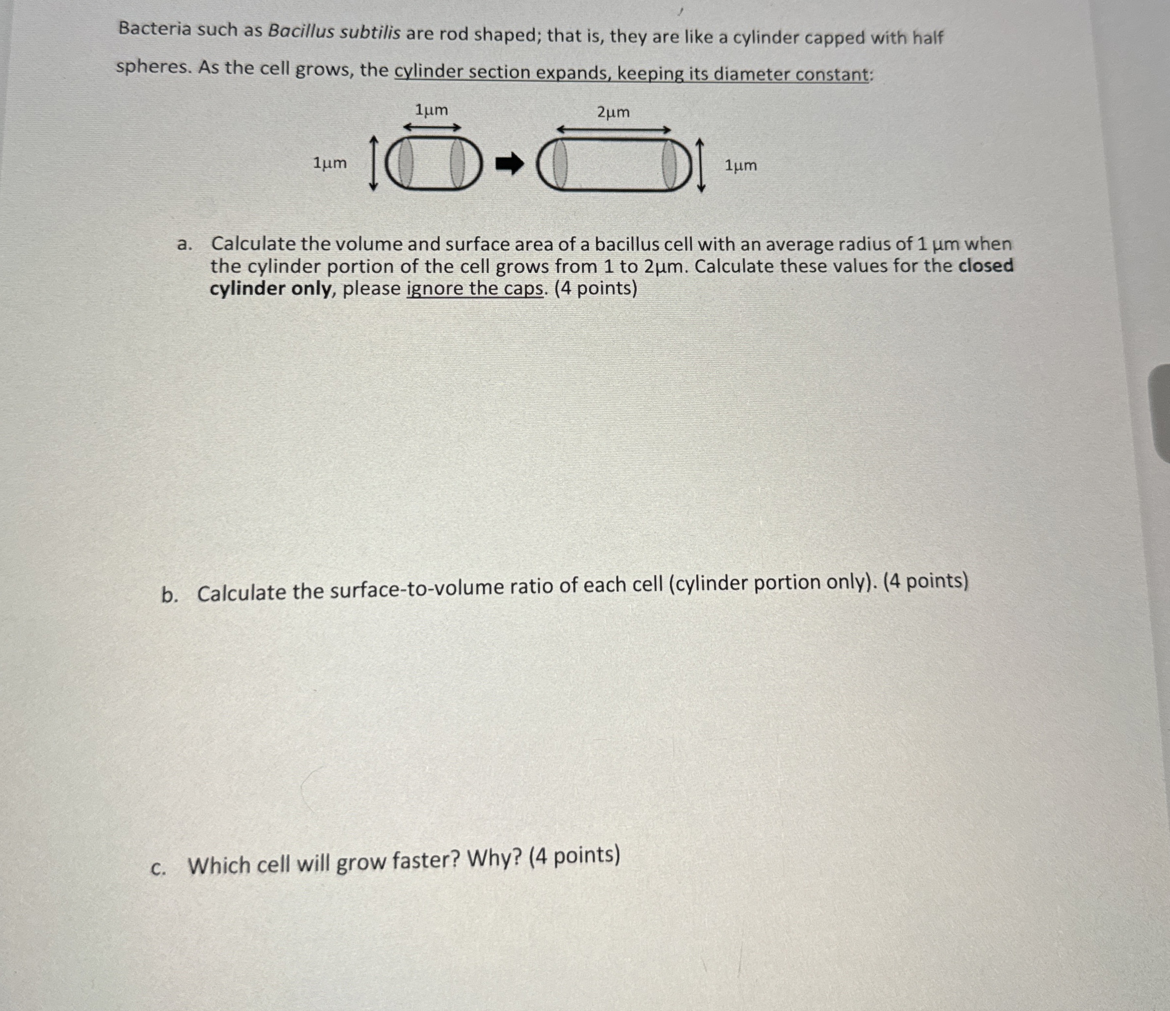 Solved Bacteria such as Bacillus subtilis are rod shaped; | Chegg.com