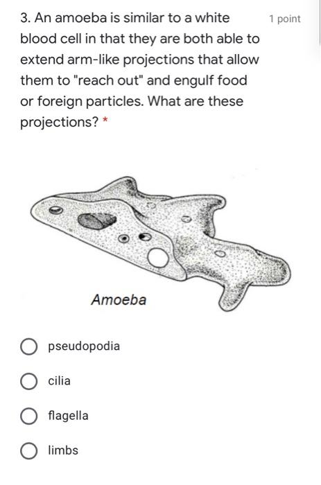 Solved 1 point 3. An amoeba is similar to a white blood cell | Chegg.com