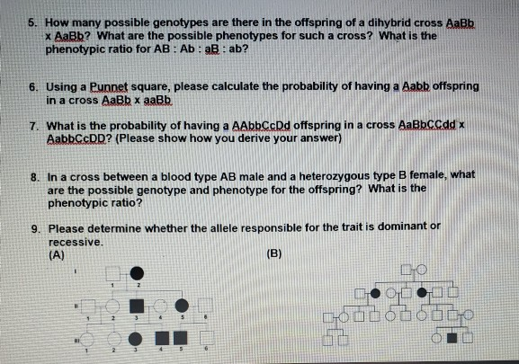 5. How many possible genotypes are there in the | Chegg.com