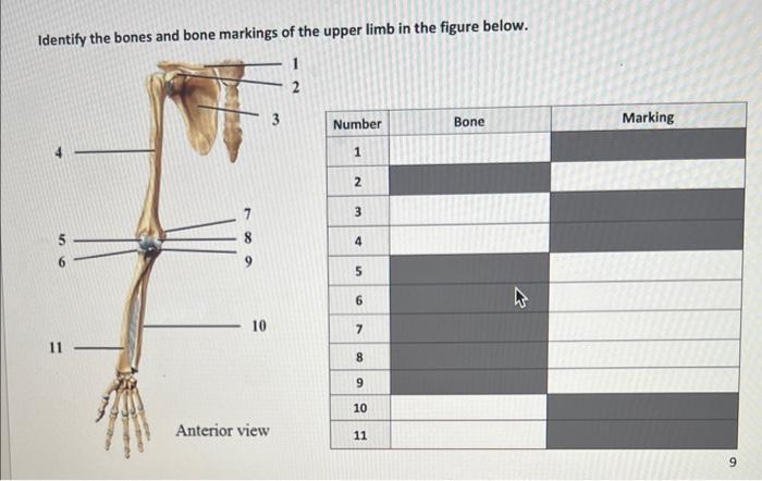 Solved Label the superior features of the atlas (a) and the | Chegg.com