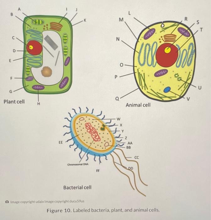 Labeled Plant And Animal Cells