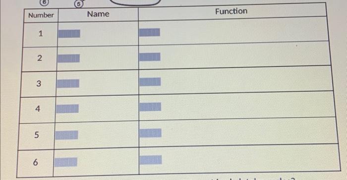 Solved Module 7 Concept Check 6. Identify the structures in | Chegg.com