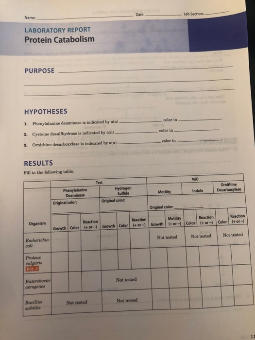 Name: Date: Lab Section: LABORATORY REPORT Protein | Chegg.com