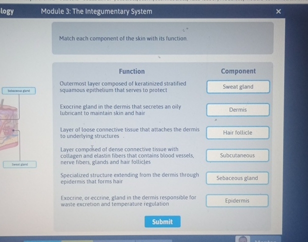 Solved logyModule 3: The Integumentary SystemMatch each | Chegg.com
