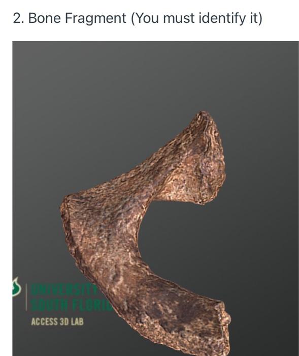 Solved 2. Bone Fragment (You must identify it) ACCESS 3D LAB | Chegg.com