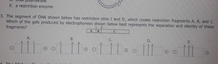 Solved E. a restriction enzyme 3. The segment of DNA shown | Chegg.com
