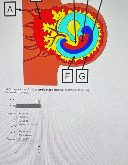 Solved From the cartoon of this gastrula stage embryo, match | Chegg.com