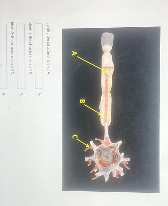 Solved What happens at the structure indicated by the yellow | Chegg.com