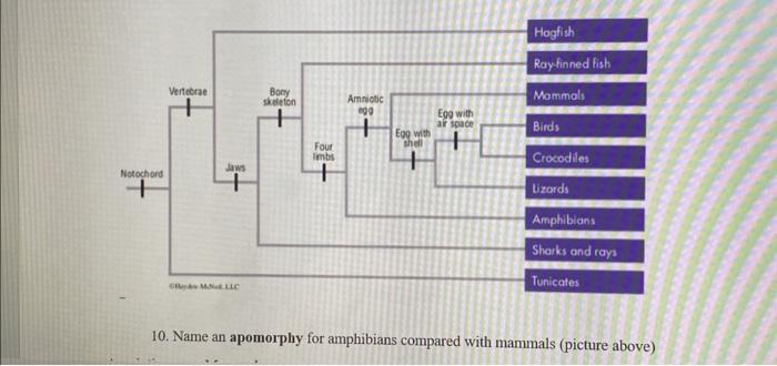 Solved 10. Name an apomorphy for amphibians compared with | Chegg.com