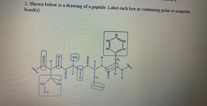 Solved 2. Shown below is a drawing of a peptide. Label each | Chegg.com