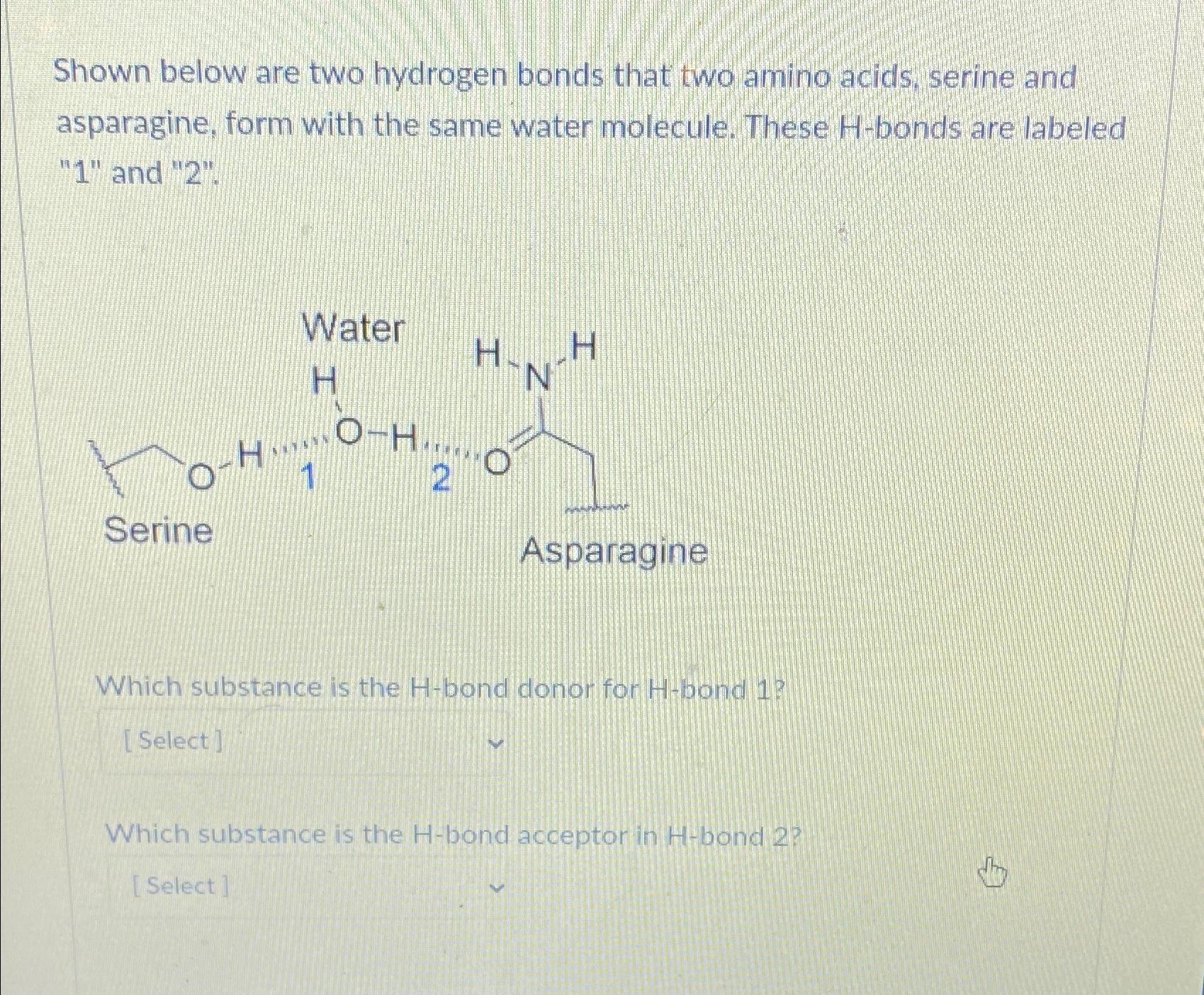 Solved Shown below are two hydrogen bonds that two amino | Chegg.com