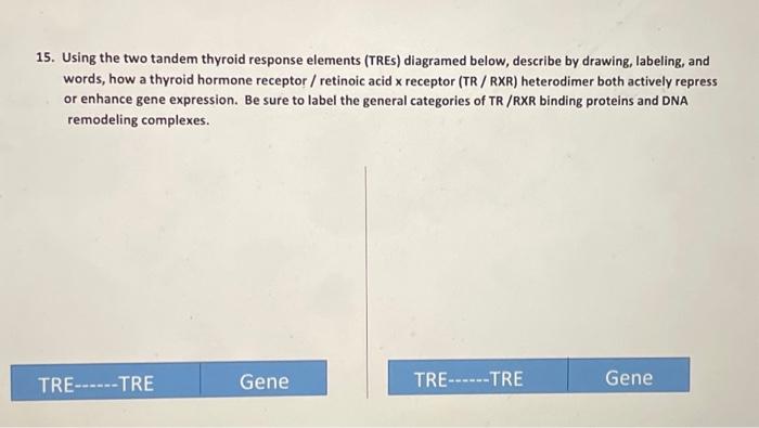 Solved 15. Using the two tandem thyroid response elements | Chegg.com
