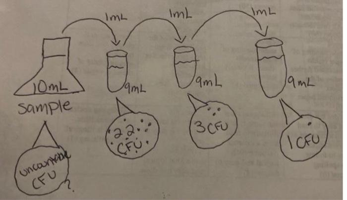 Solved calculate the CFU/mL of orginal sample if 200 | Chegg.com