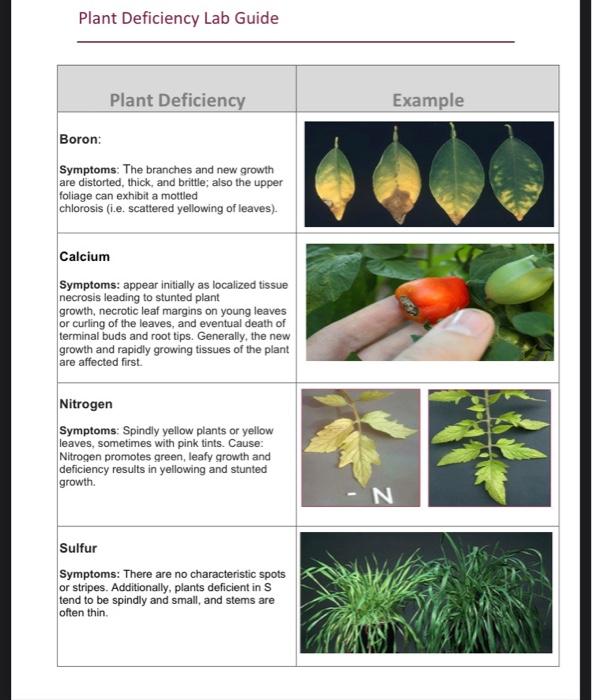 Solved Plant Deficiency Lab Guide Plant Deficiency Example | Chegg.com