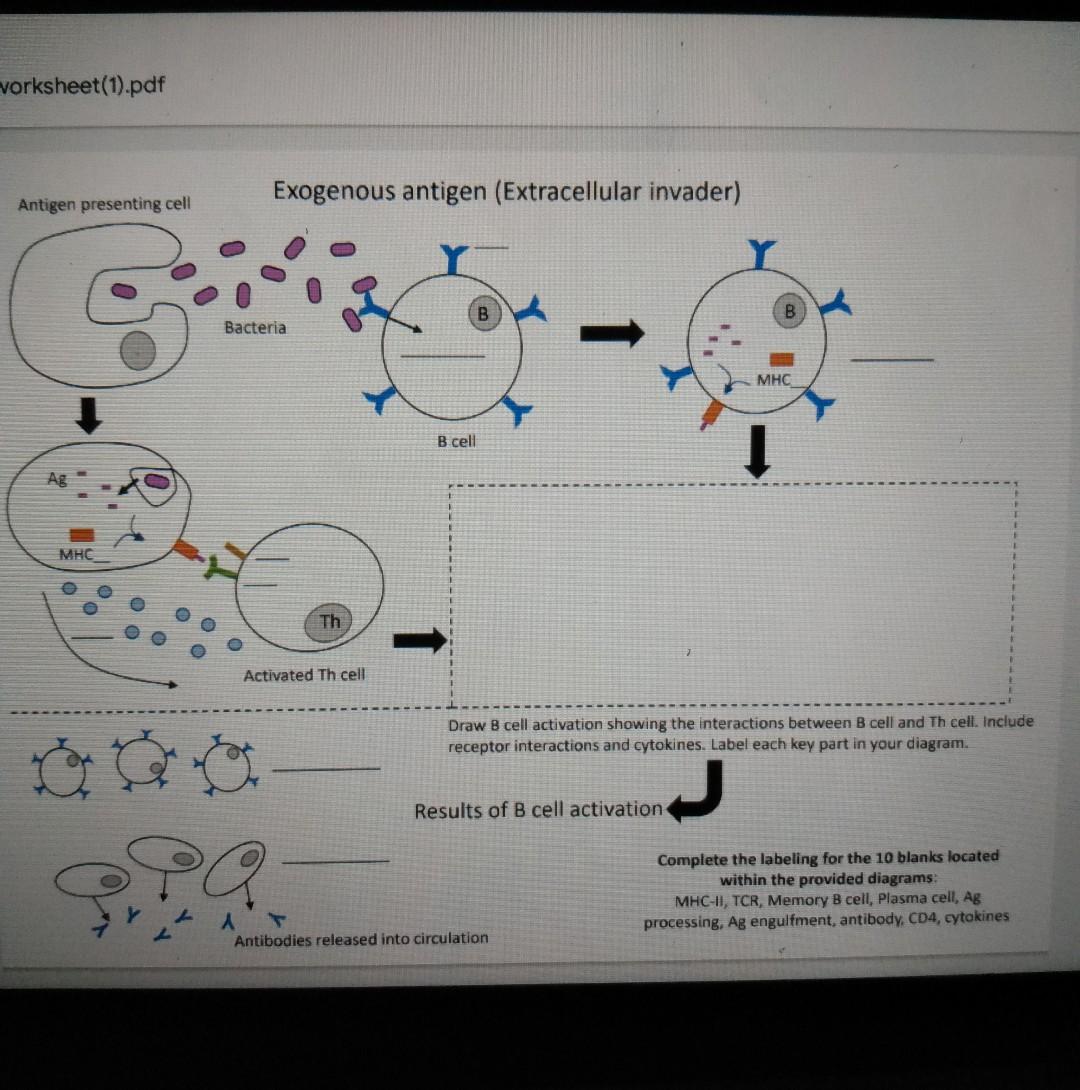 Solved on worksheet(1).pdf 'Endogenous antigen | Chegg.com