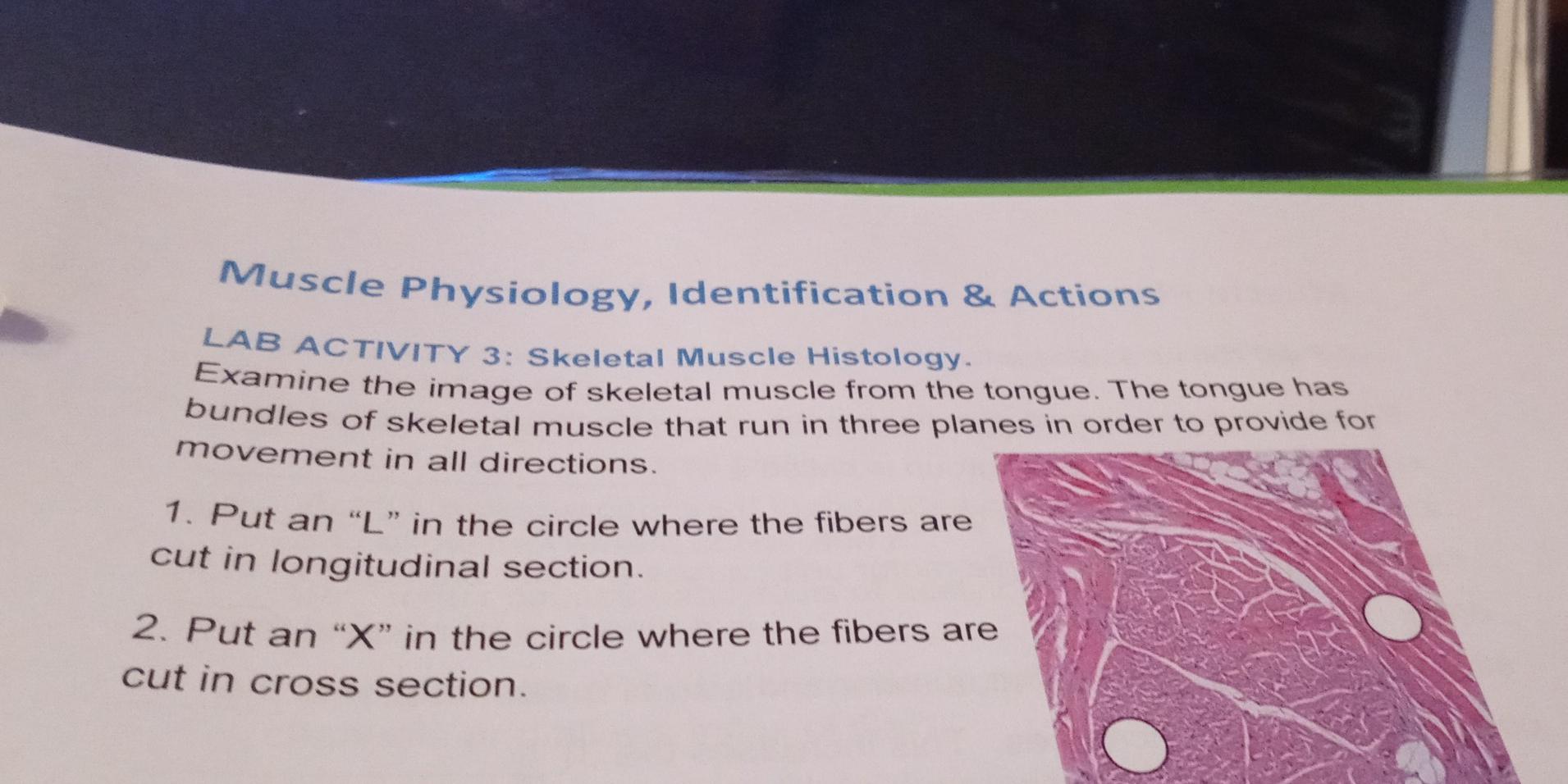Solved Muscle Physiology, Identification & Actions LAB | Chegg.com