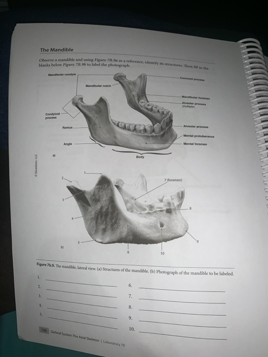 Solved The Mandible mandible and using Here as a reference | Chegg.com