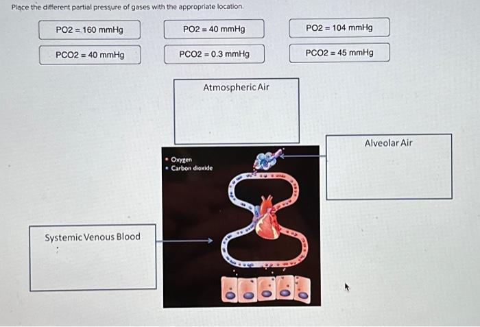 Place the different partial pressure of gases with | Chegg.com