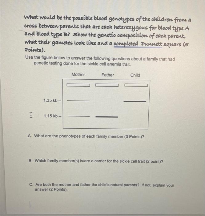 Solved what would be the possible blood genotypes of the | Chegg.com