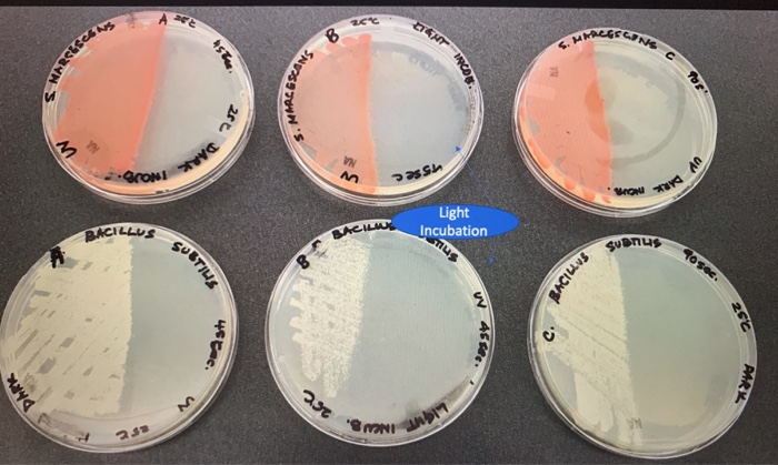Solved Results A. UV light Record your observations for all | Chegg.com