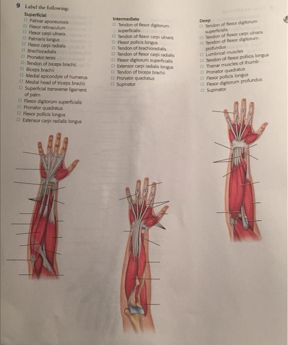 Solved Tendon of flemor dighorvm Deep weperticial's Tendor | Chegg.com