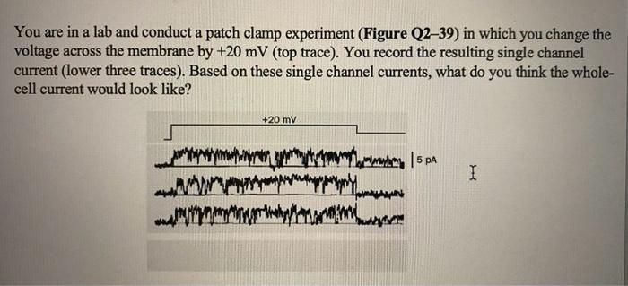 Solved You are in a lab and conduct a patch clamp experiment | Chegg.com