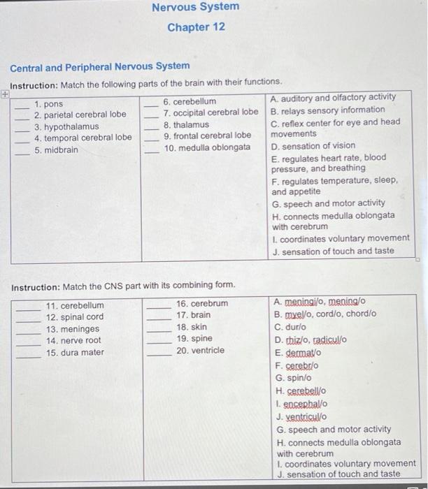 Solved Nervous System Chapter 12 Central and Peripheral | Chegg.com