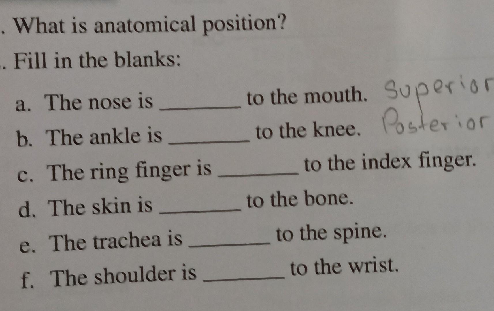 Solved . What is anatomical position? .. Fill in the blanks: | Chegg.com