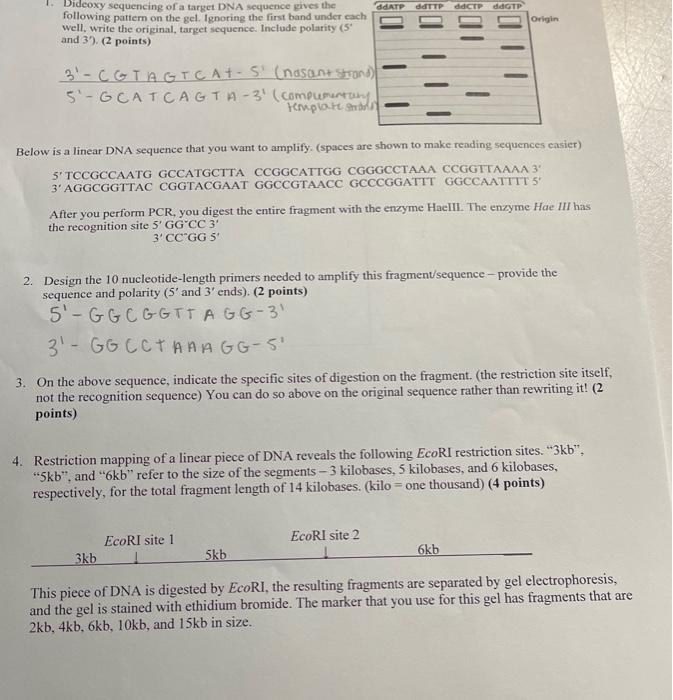 Solved SAATP ddTTP ddCTP ddGTP Dideoxy sequencing of a | Chegg.com