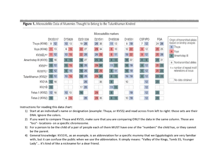 KING TUT's DNA ANSWER SHEET Answer the following | Chegg.com