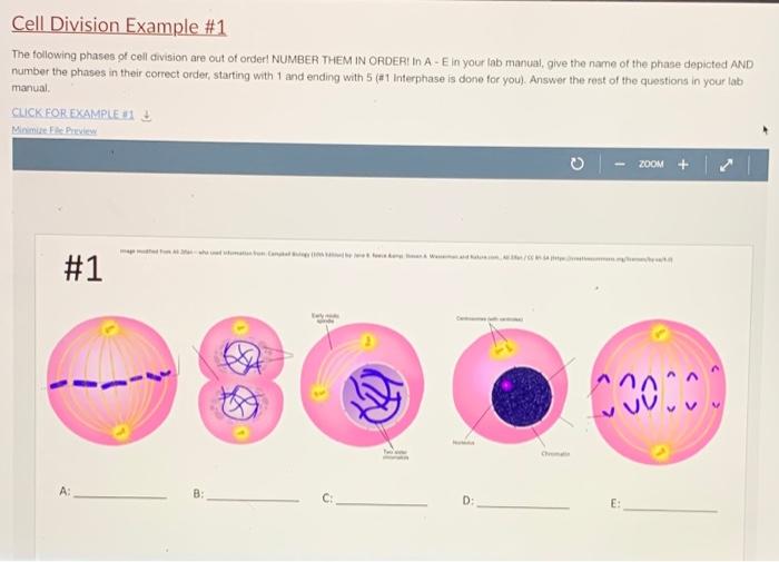 Solved Cell Division Example #1 The following phases of cell | Chegg.com
