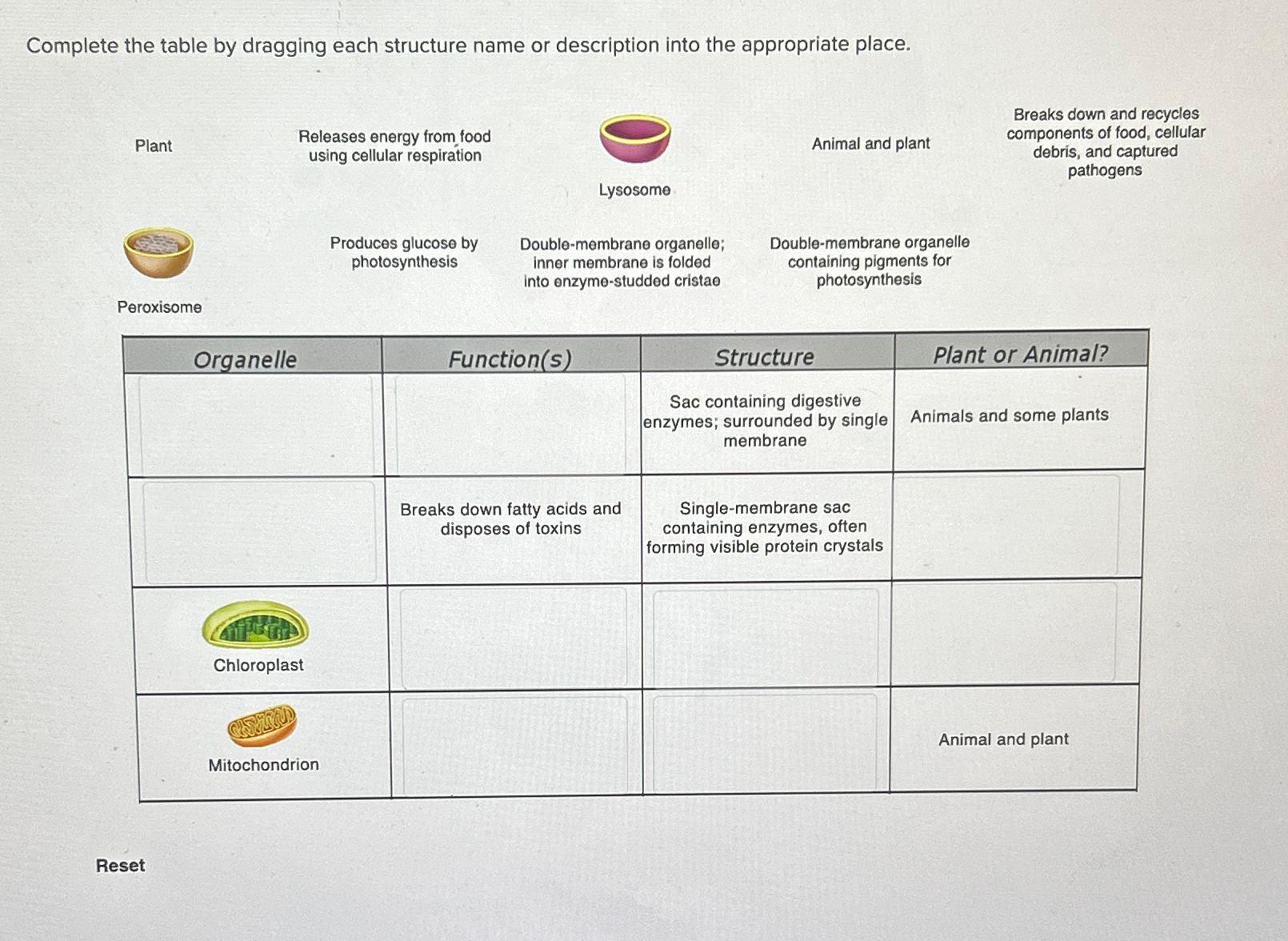 Solved Complete the table by dragging each structure name or | Chegg.com