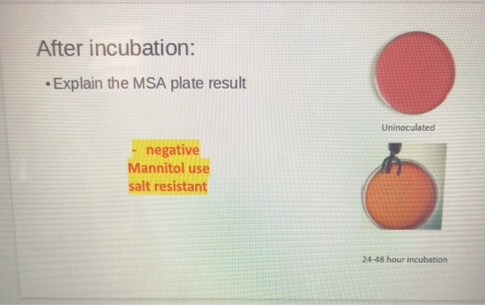 Solved After incubation: •Explain the MSA plate result | Chegg.com