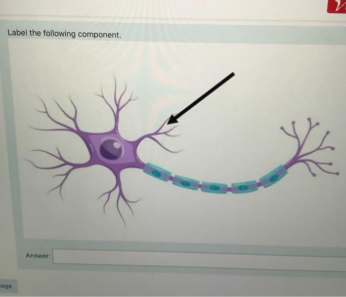 Solved Label the following component. Label the muscle. | Chegg.com