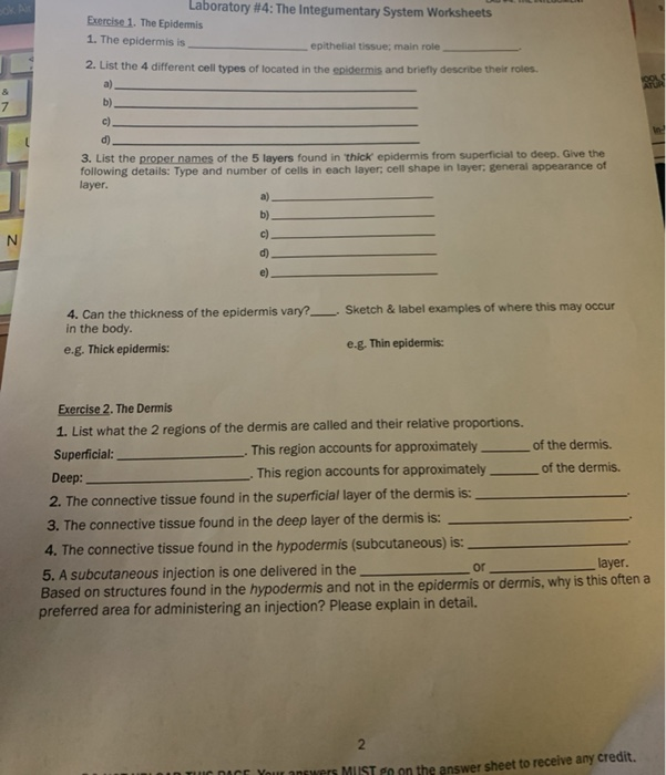 Solved 7 Laboratory #4: The Integumentary System Worksheets | Chegg.com